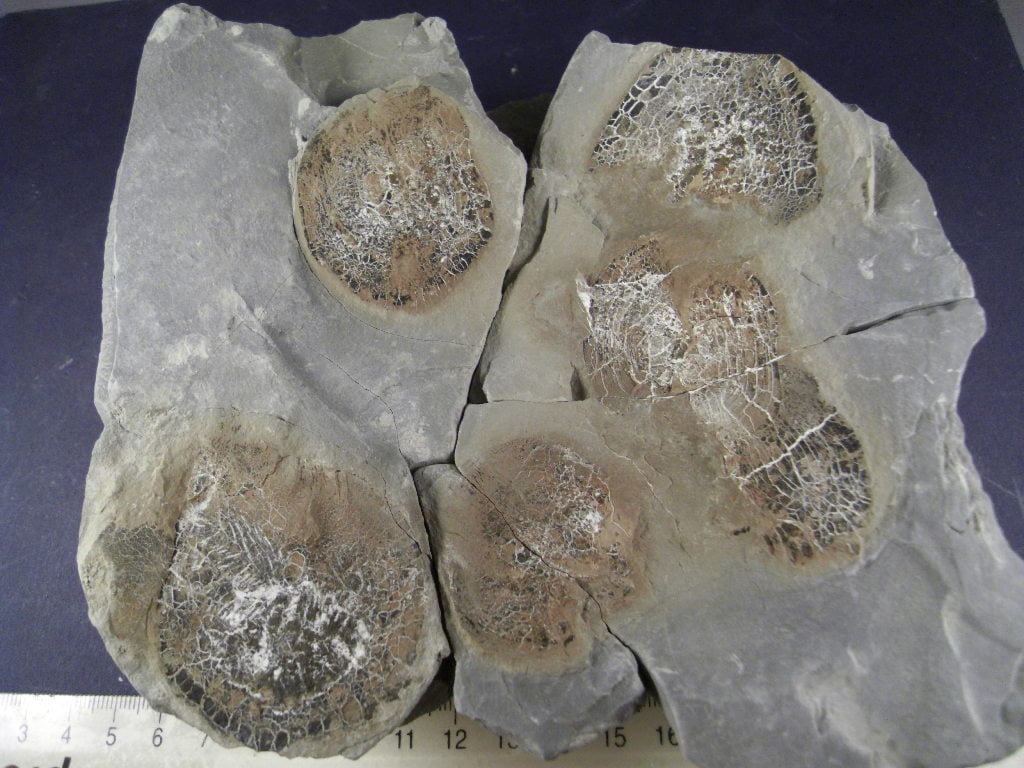 Strepsodus Scale Group - Fossil Hunting Trips - The Fossil Forum