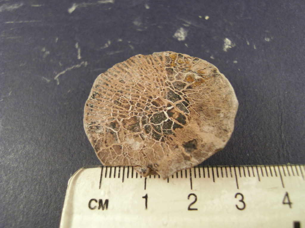 Strepsodus Scale Group - Fossil Hunting Trips - The Fossil Forum