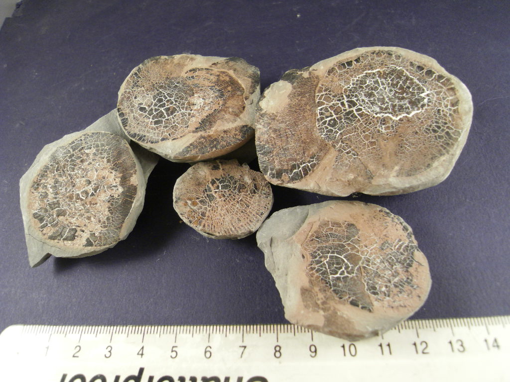 Strepsodus Scale Group - Fossil Hunting Trips - The Fossil Forum