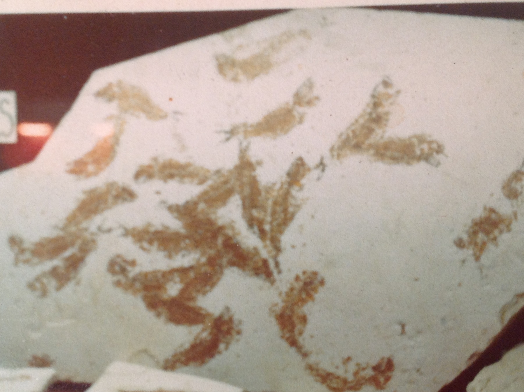 Miocene, Eastern Pacific, Deeep Water Fishes - General Fossil ...
