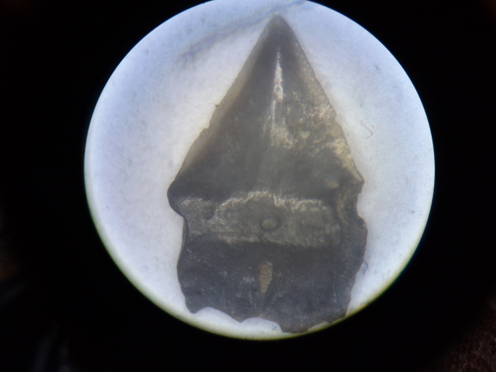 How To Photograph Microfossils - Micro-paleontology - The Fossil Forum