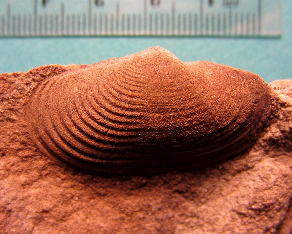 Fossil Geoduck? - Fossil ID - The Fossil Forum