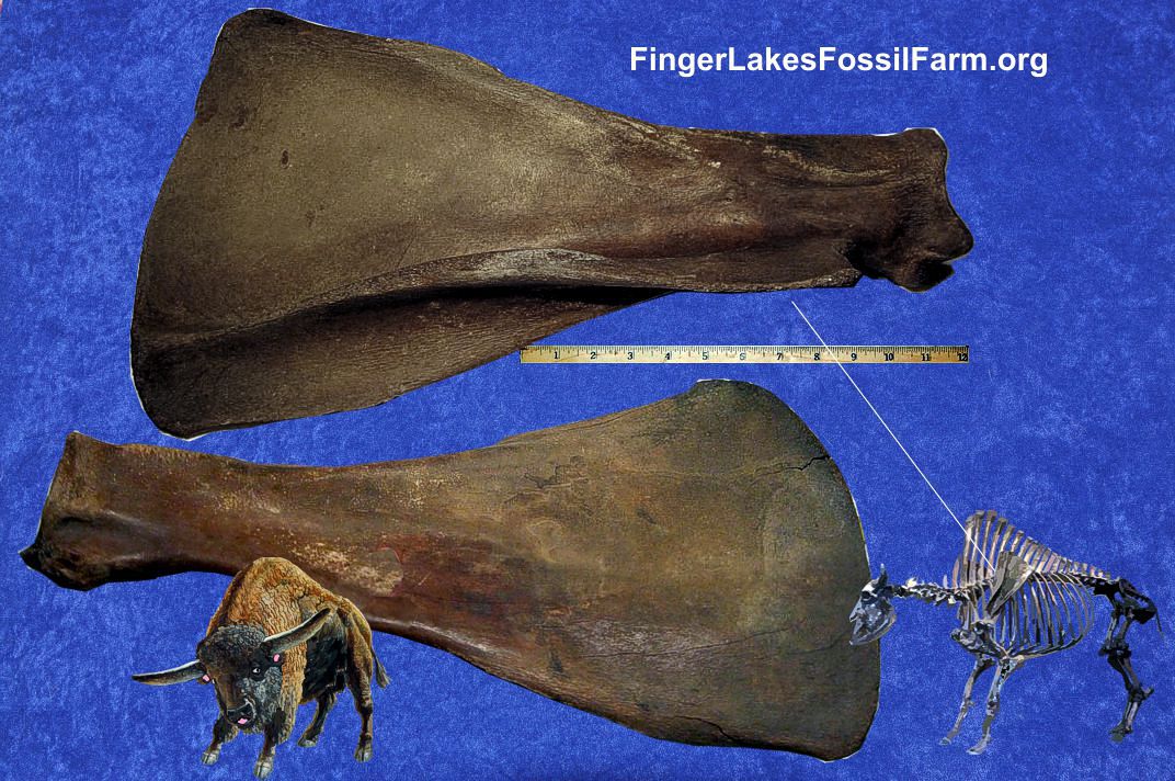 Large Scapula - Fossil ID - The Fossil Forum