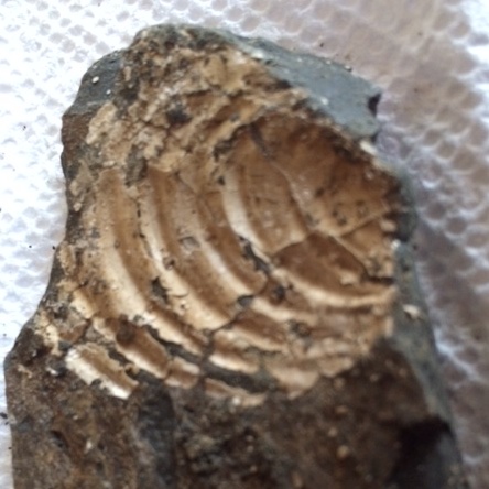 Very Thin Shell - Fossil ID - The Fossil Forum