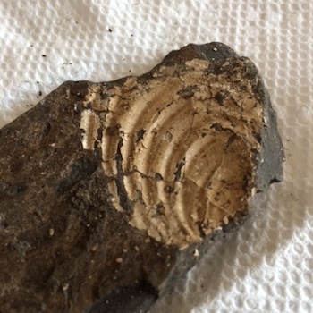 Very Thin Shell - Fossil ID - The Fossil Forum