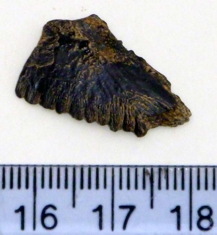 Pollack Farm Fossils? - Fossil ID - The Fossil Forum