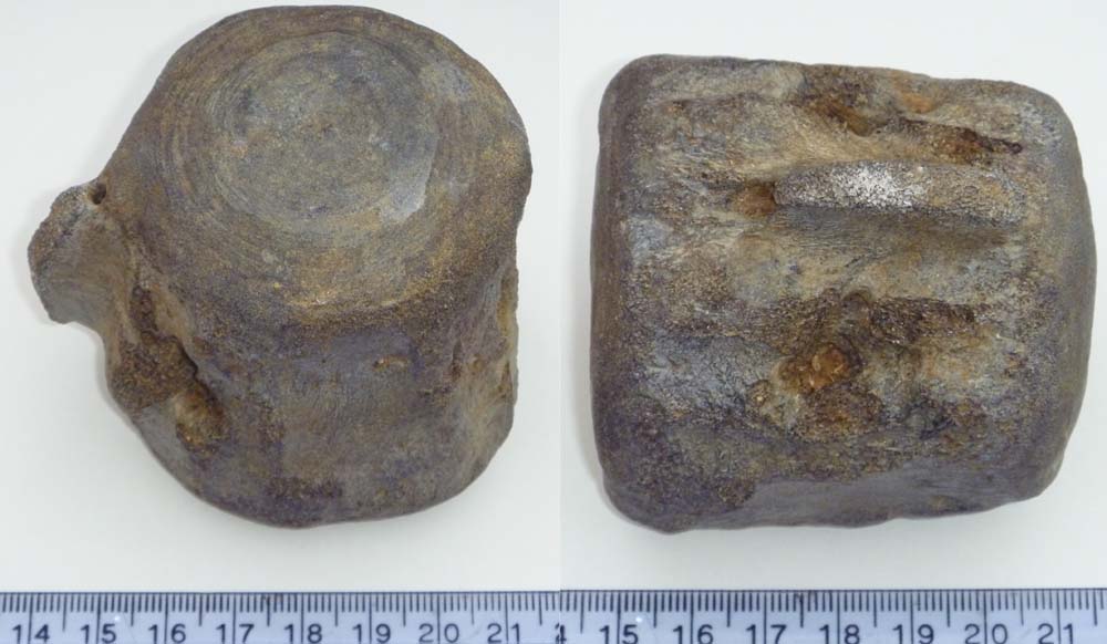 Pollack Farm Fossils? - Fossil ID - The Fossil Forum