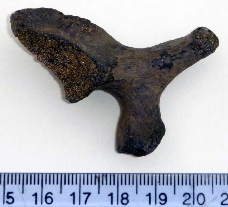 Pollack Farm Fossils? - Fossil ID - The Fossil Forum