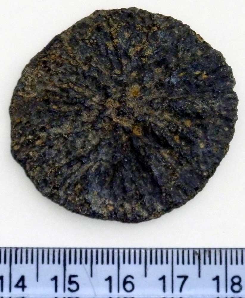 Pollack Farm Fossils? - Fossil ID - The Fossil Forum