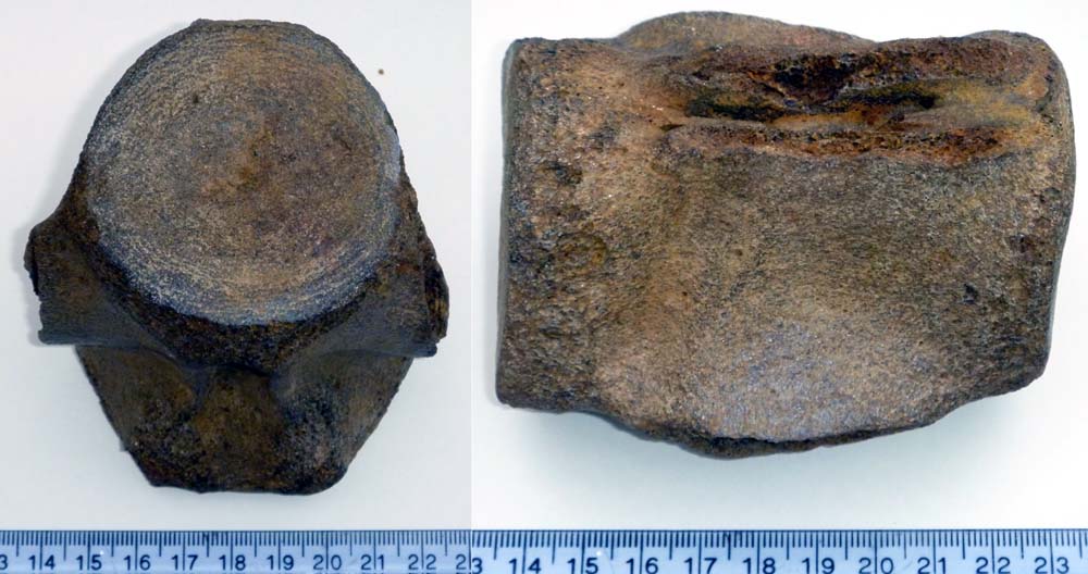 Pollack Farm Fossils? - Fossil ID - The Fossil Forum