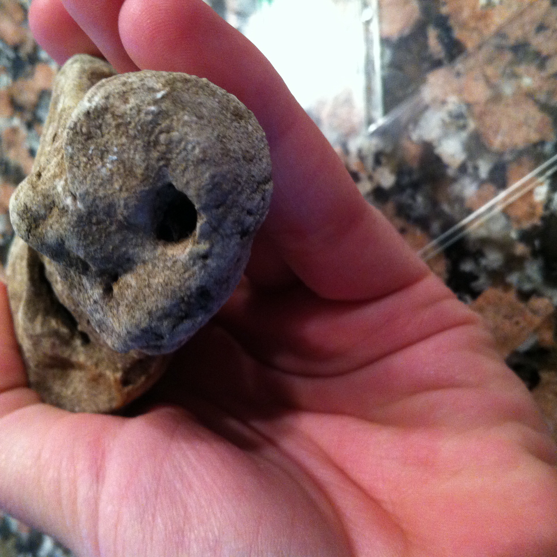 Extremely Odd: Updated! Just Finished Prepping! - Fossil ID - The ...