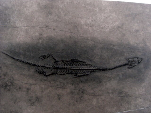 Genuine Keichousaurus? - Questions & Answers - The Fossil Forum