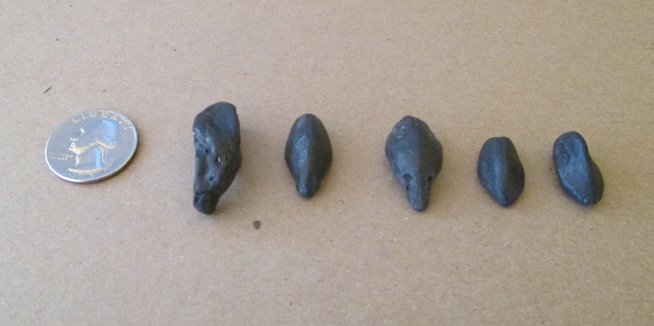 Boar, Dolphin, Whale, And/or Rock? - Fossil ID - The Fossil Forum