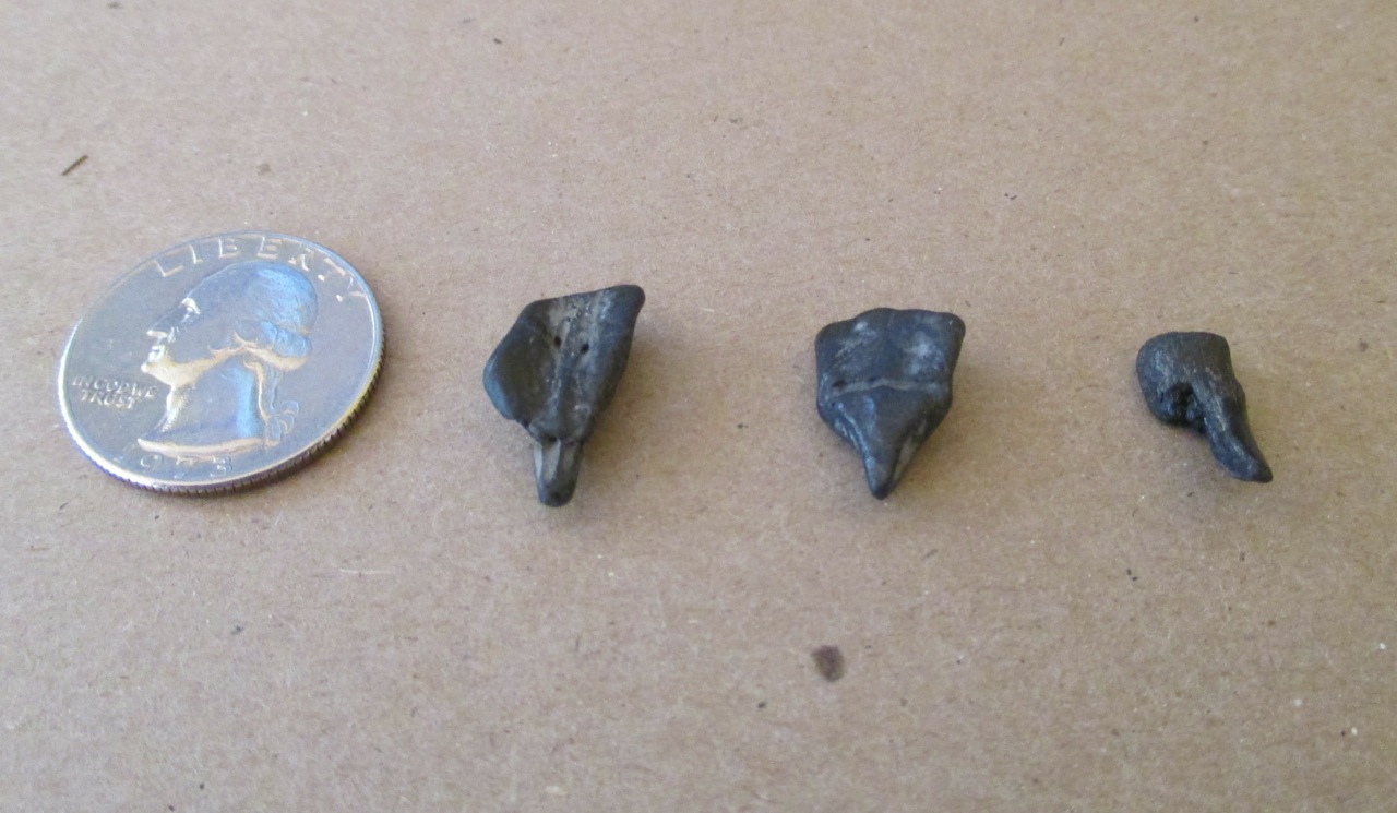 Boar, Dolphin, Whale, And/or Rock? - Fossil ID - The Fossil Forum