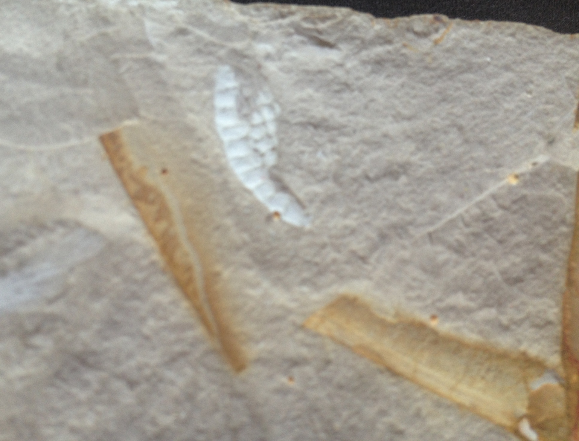 Beautiful Leaves - Fossil ID - The Fossil Forum