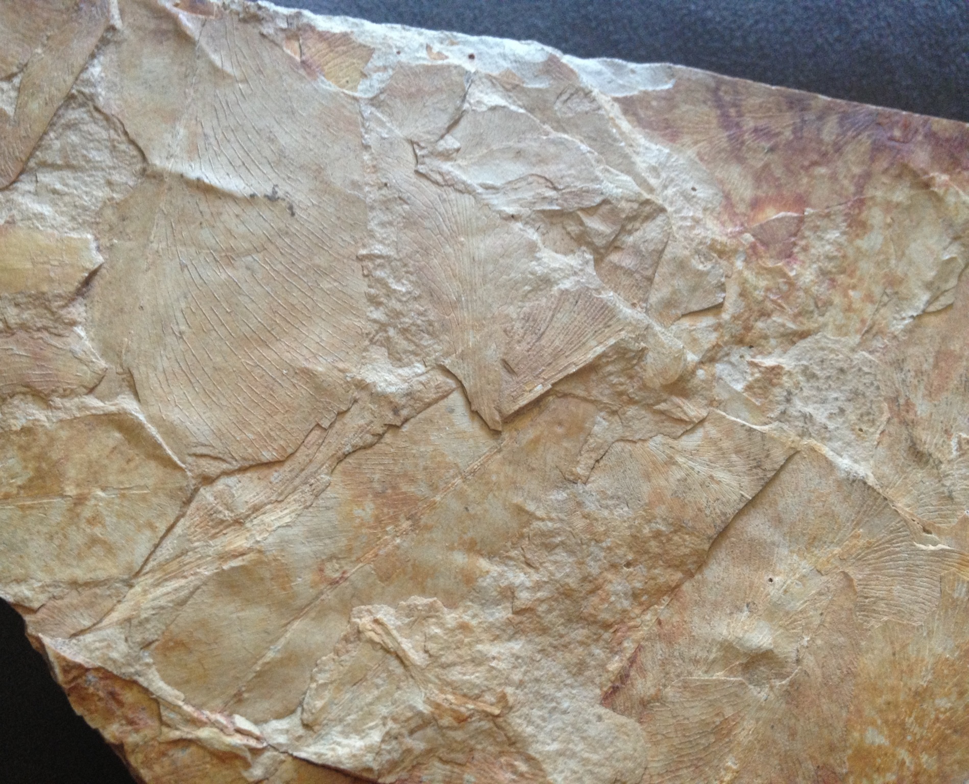 Beautiful Leaves - Fossil ID - The Fossil Forum