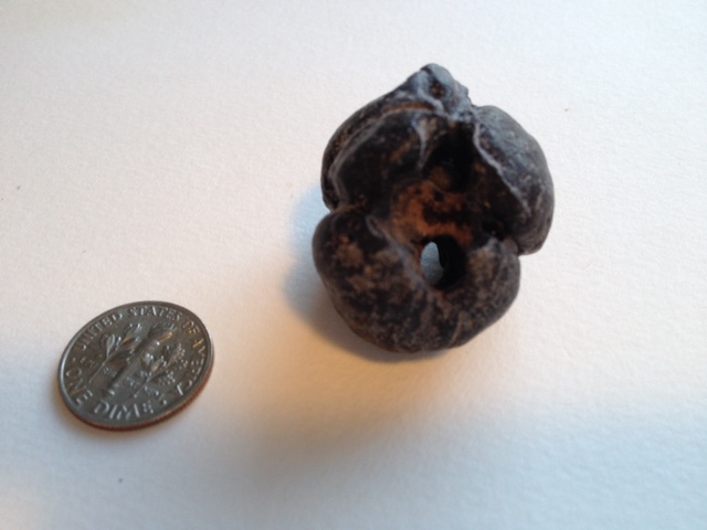 Inner Ear Of A Whale? - Fossil ID - The Fossil Forum