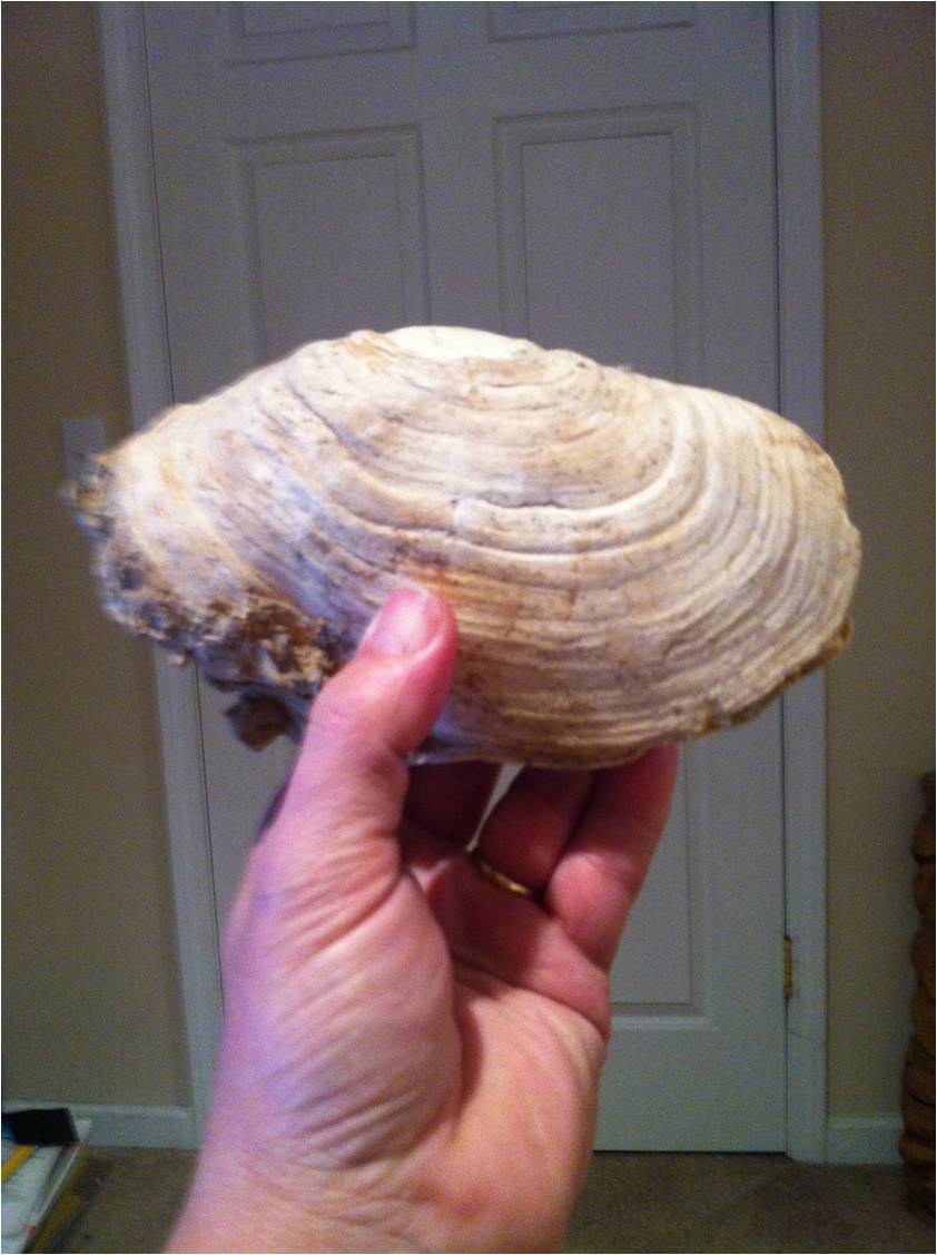 Fossil Geoduck? - Fossil ID - The Fossil Forum