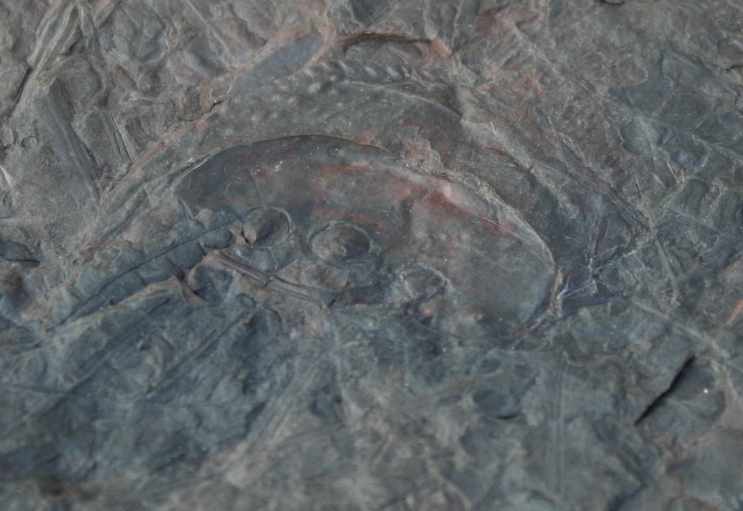 Arthropleura Armata? - Fossil ID - The Fossil Forum