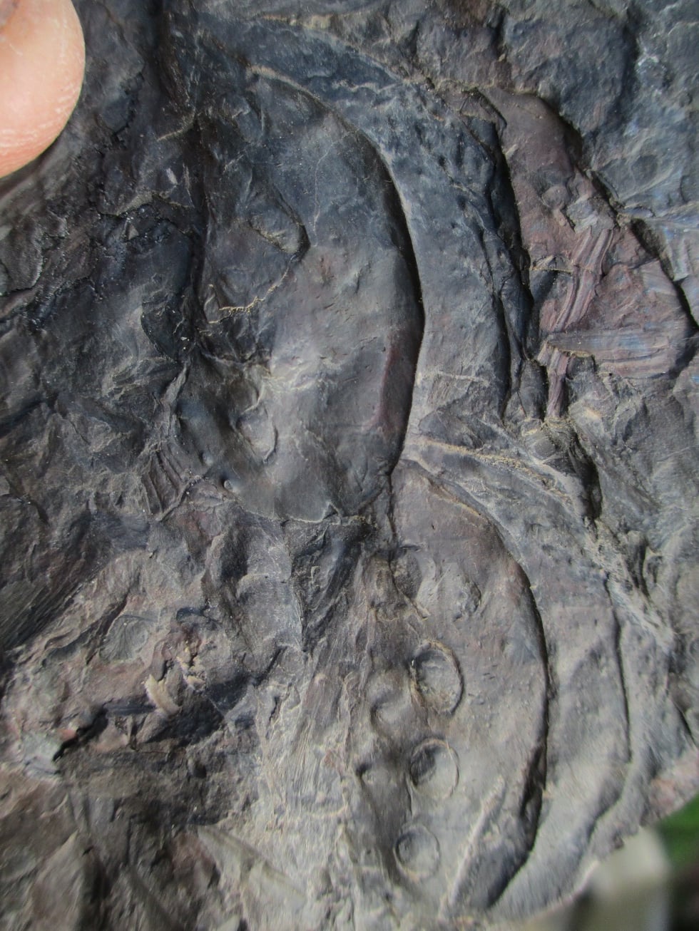 Arthropleura Armata? - Fossil ID - The Fossil Forum