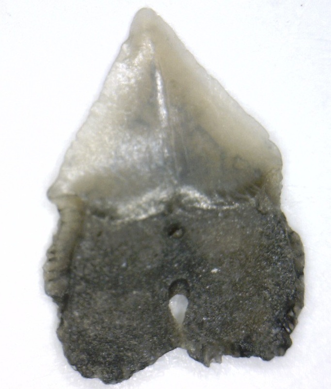 How To Photograph Microfossils - Micro-paleontology - The Fossil Forum