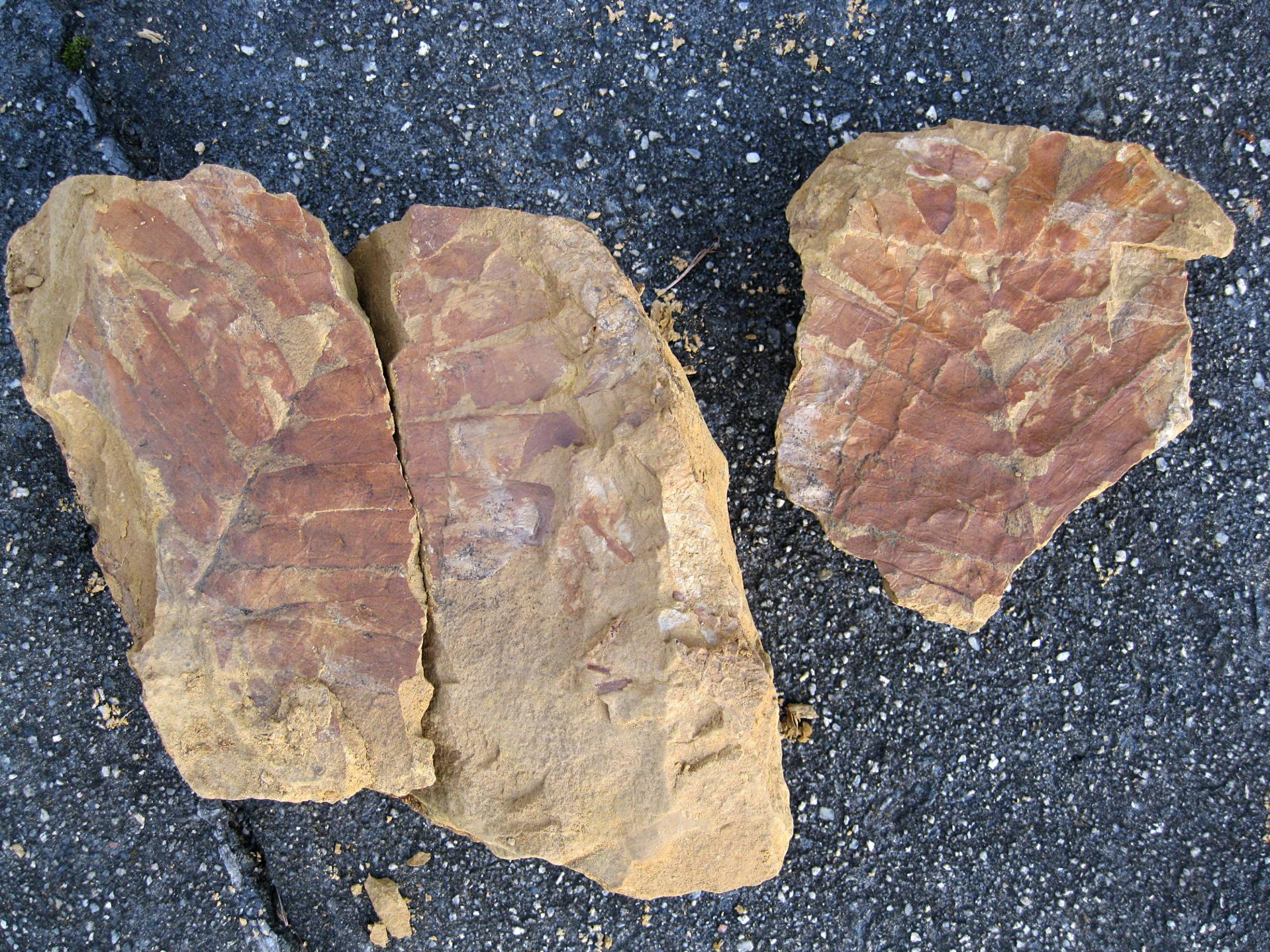 North Carolina Triassic Plants - Fossil Hunting Trips - The Fossil Forum