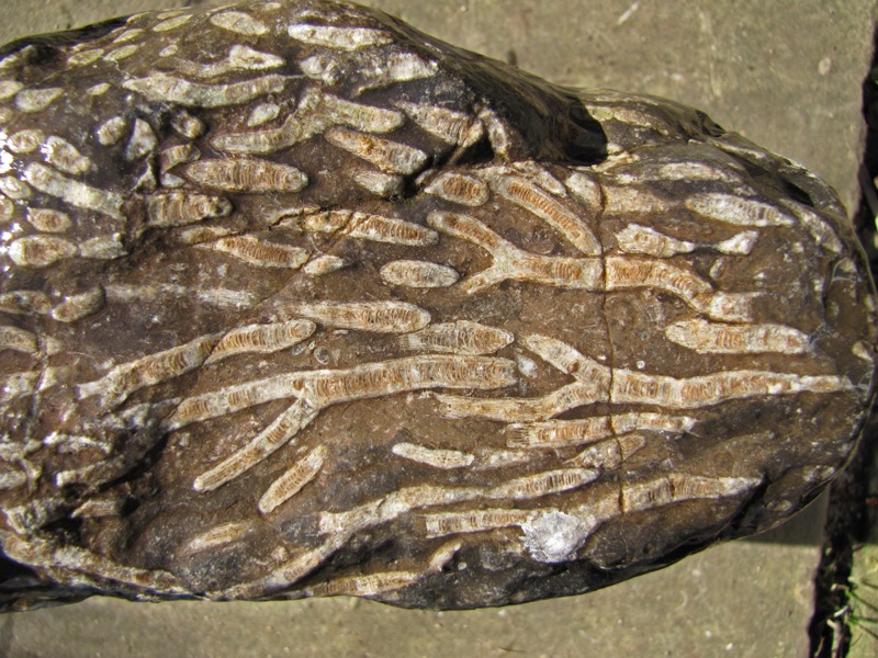 What Is This Strange Fossil? - Fossil ID - The Fossil Forum