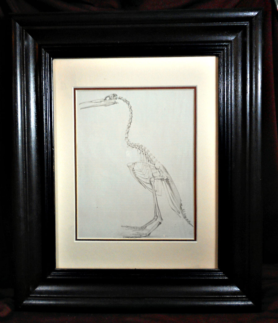 Hesperornis Skull Model - Paleo Re-creations - The Fossil Forum