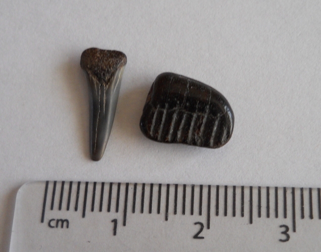 Red Crag & London Clay - Harwich, Essex Uk - Fossil Hunting Trips - The ...