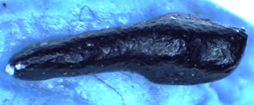 Hawthorn Formation Micro Fossils From A Creek In Florida - Fossil ...