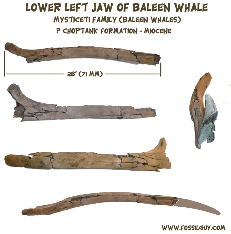 Cetacean Jaw Identification Help? - Choptank Fm. Maryland - Fossil ID ...