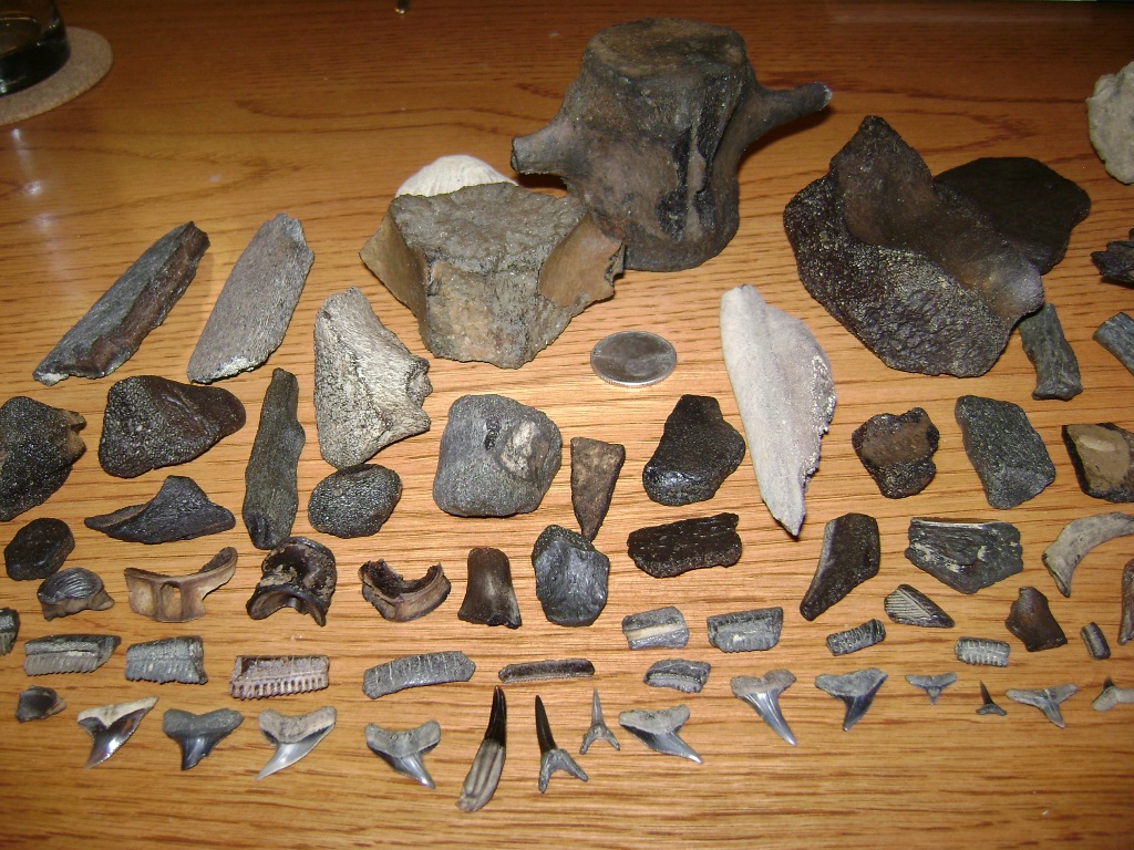 Went To Northern Calvert Cliffs - Fossil Hunting Trips - The Fossil Forum