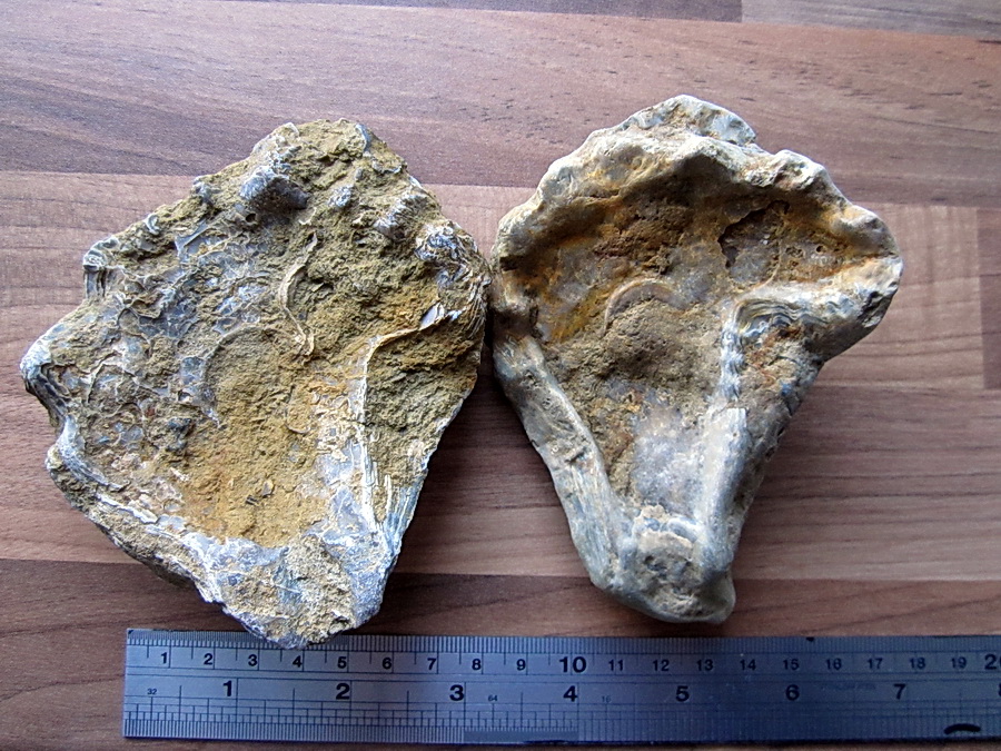 Show Us Your Erratics. - General Fossil Discussion - The Fossil Forum