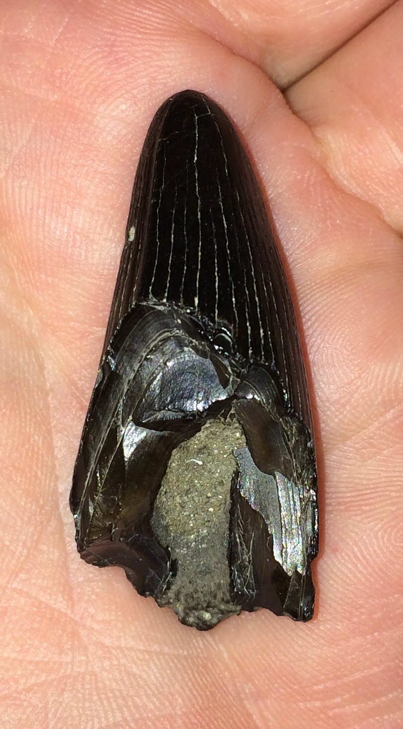 Croc Tooth Id - Fossil ID - The Fossil Forum