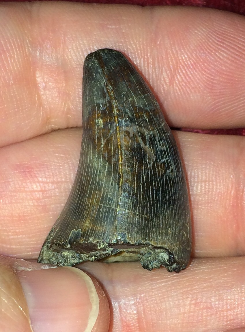 Croc Tooth Id - Fossil ID - The Fossil Forum