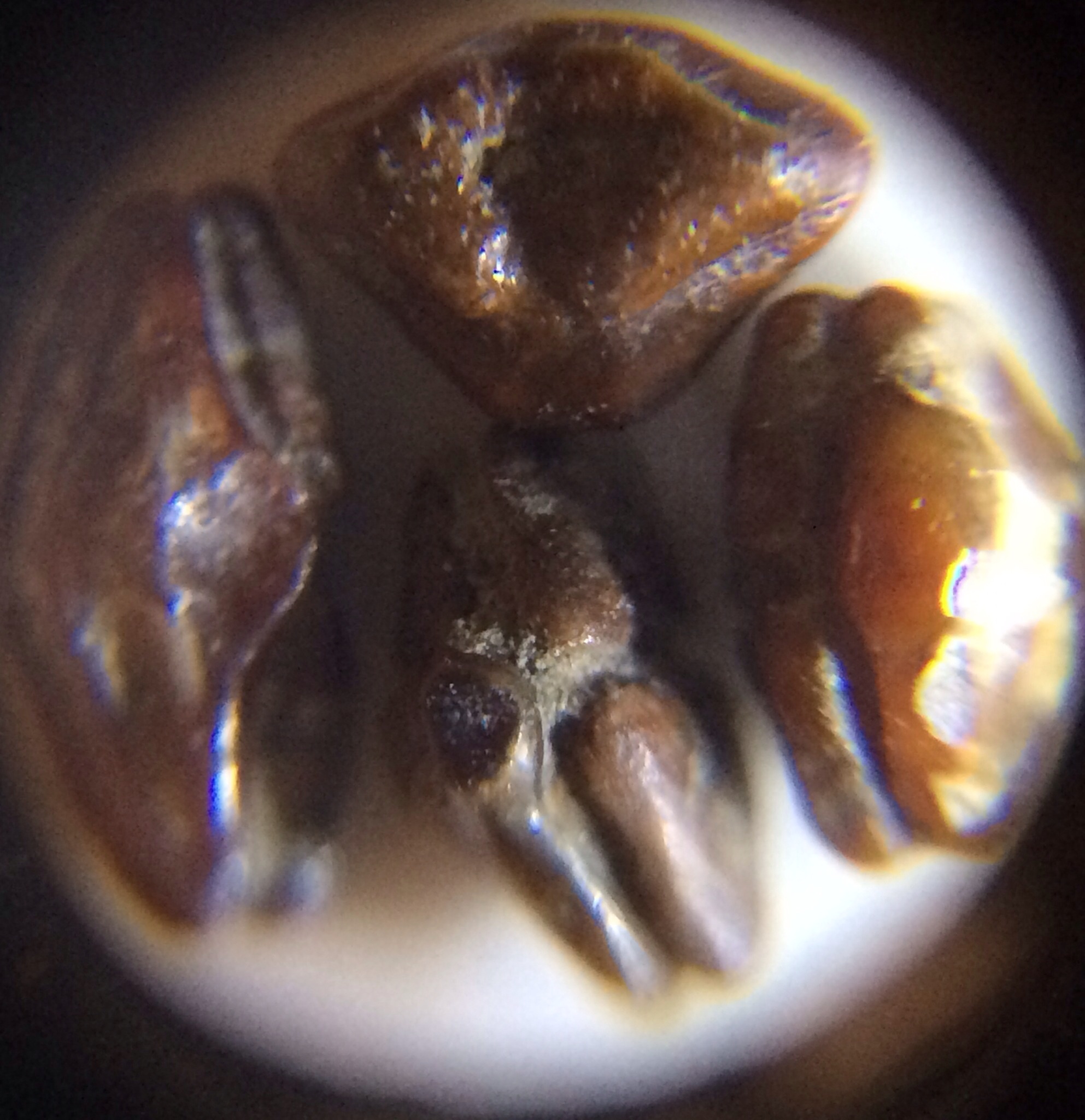 Help With Tooth Id - Fossil ID - The Fossil Forum