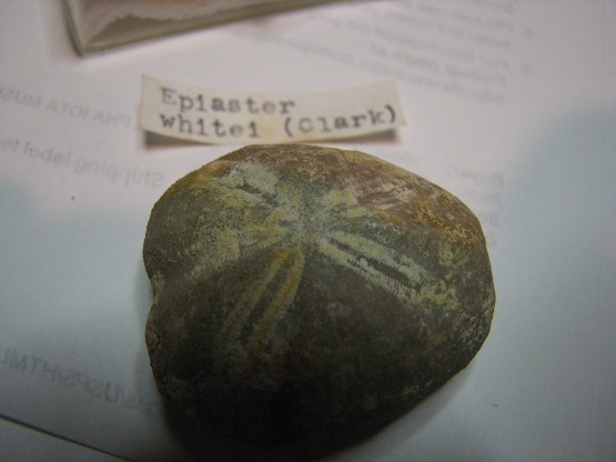 Epiaster Whitei, Constellaria Florida What Are These? - Fossil ID - The ...