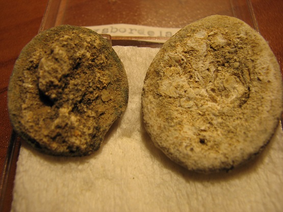 Epiaster Whitei, Constellaria Florida What Are These? - Fossil ID - The ...