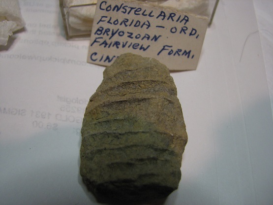 Epiaster Whitei, Constellaria Florida What Are These? - Fossil ID - The ...
