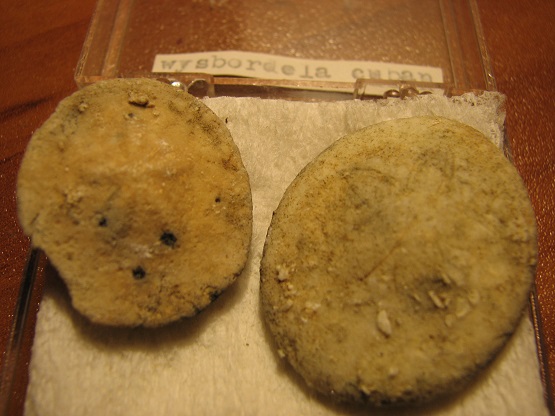 Epiaster Whitei, Constellaria Florida What Are These? - Fossil ID - The ...