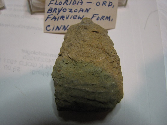 Epiaster Whitei, Constellaria Florida What Are These? - Fossil ID - The ...