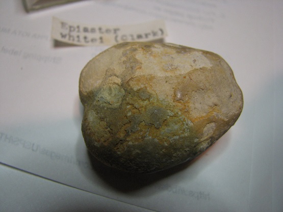 Epiaster Whitei, Constellaria Florida What Are These? - Fossil ID - The ...