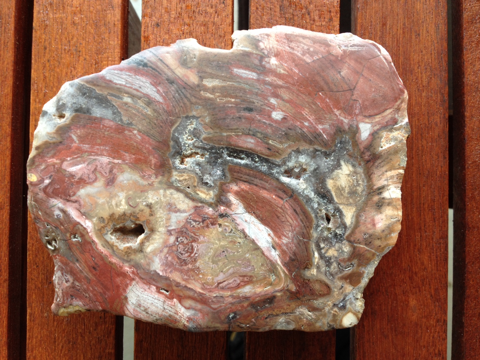 Cambrian - General Fossil Discussion - The Fossil Forum