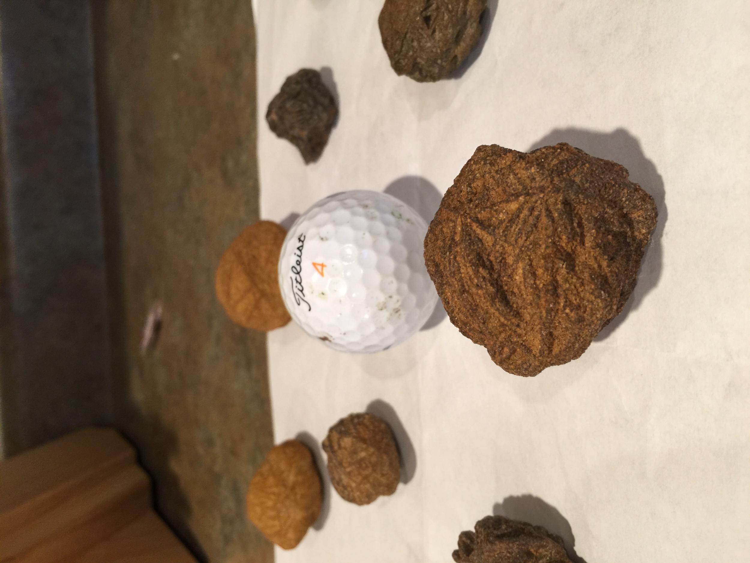 Petrified Or Fossilized Walnuts - Fossil ID - The Fossil Forum