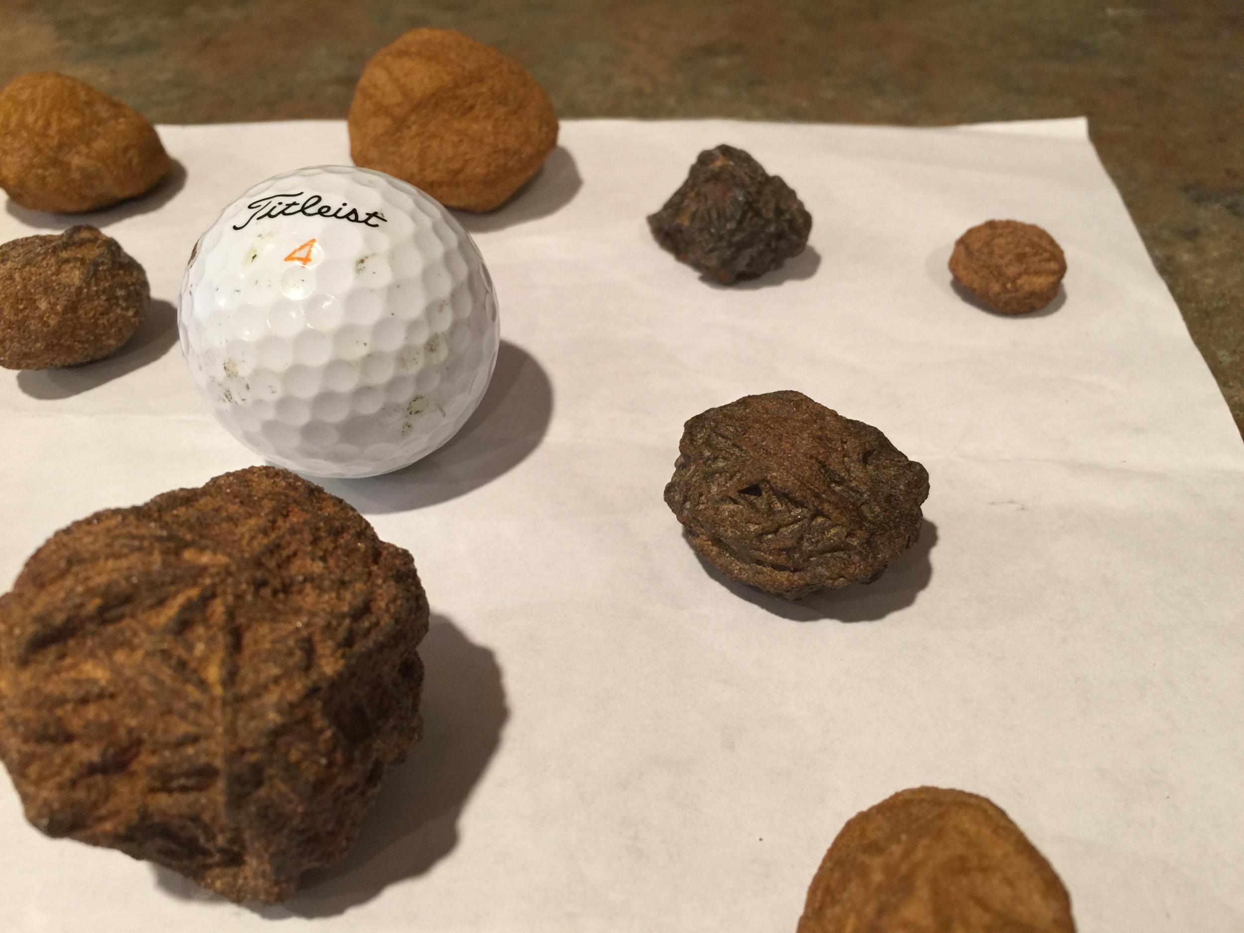 Petrified Or Fossilized Walnuts - Fossil ID - The Fossil Forum