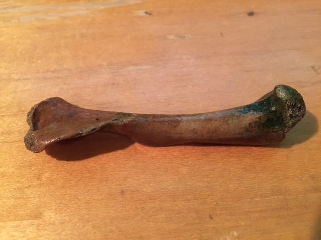 Tooth And Bone North Texas - Fossil ID - The Fossil Forum