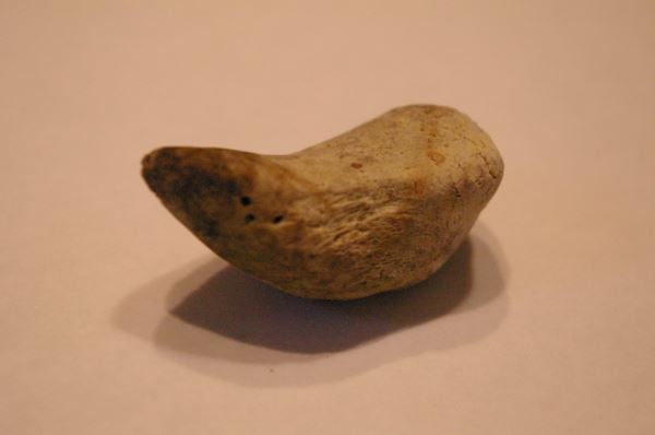 "old Grizzley Bear Tooth" - Fossil ID - The Fossil Forum