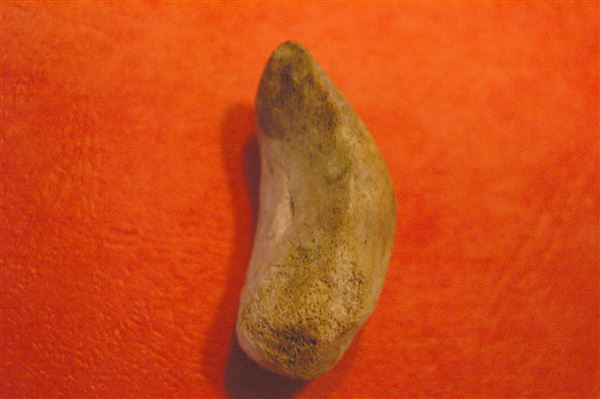 "old Grizzley Bear Tooth" - Fossil ID - The Fossil Forum