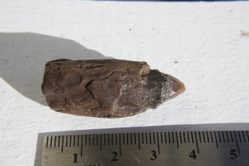 Mammal Tooth - Fossil ID - The Fossil Forum