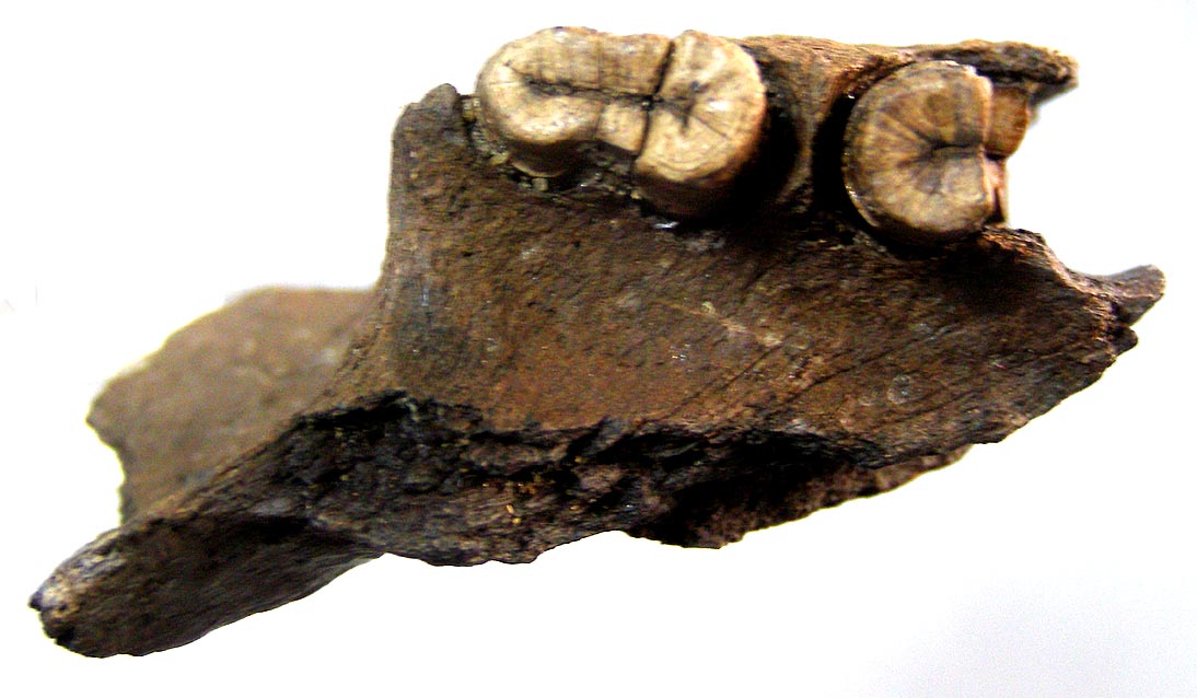 Tooth Cross-Section - General Fossil Discussion - The Fossil Forum